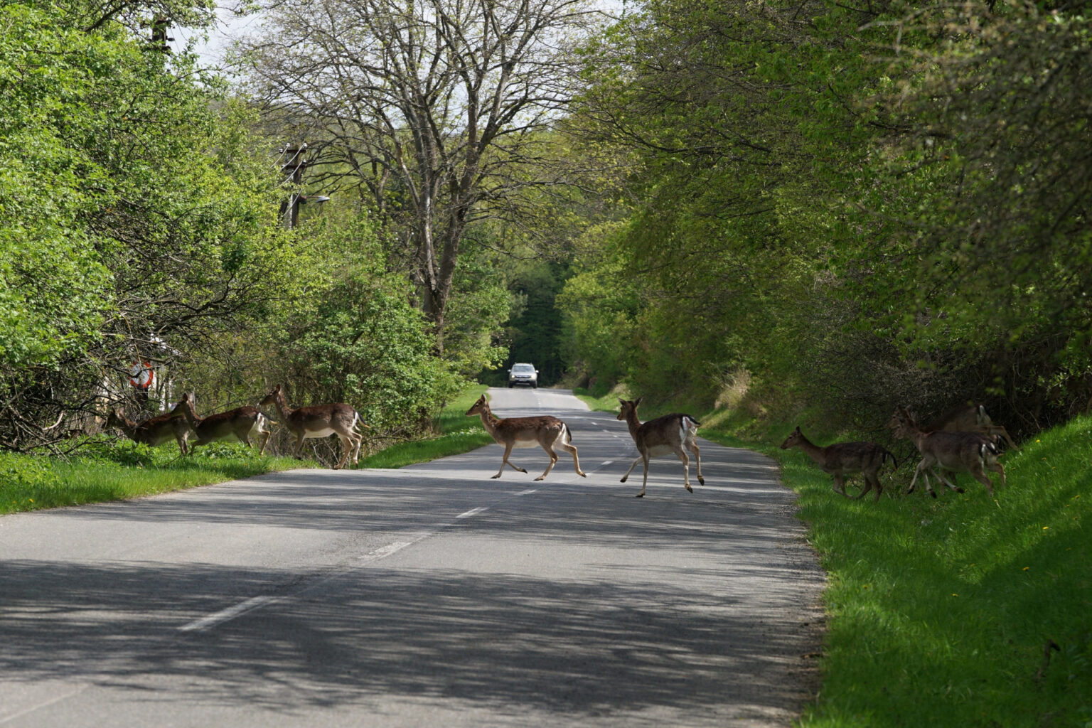 Achtung, Wildwechsel! Das müssen Sie beachten | verkehrscoaching.com
